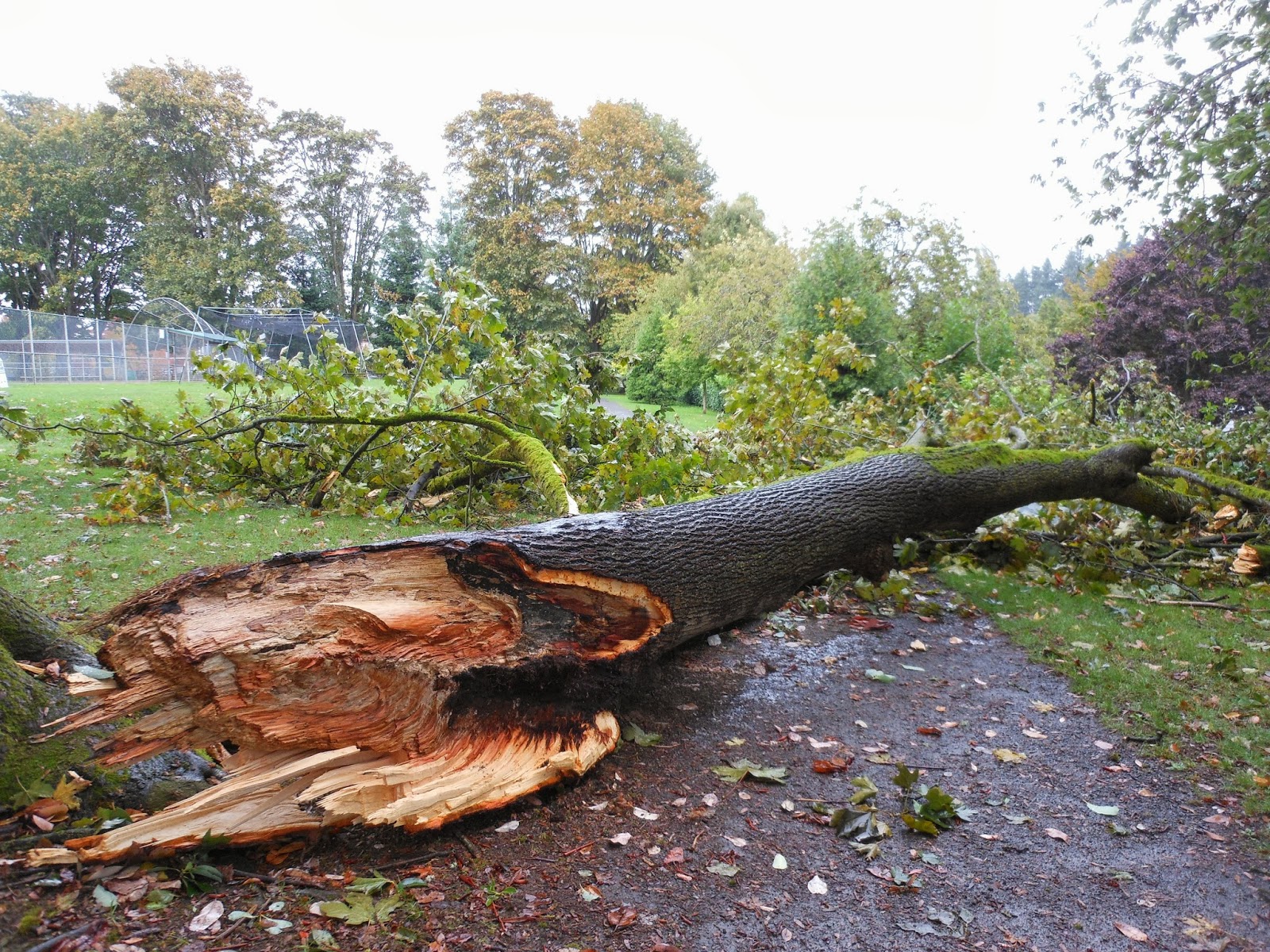 Laurelhurst Blog: Windy Weather Knocks Down Enormous Limbs From Huge ...